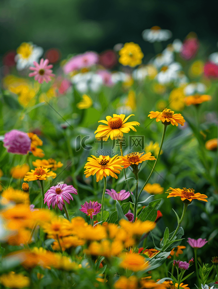 花坛上美丽的多色花朵高清摄影大图-千库网