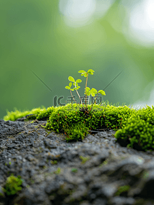 墙上长满了绿色的青苔高清摄影大图-千库网
