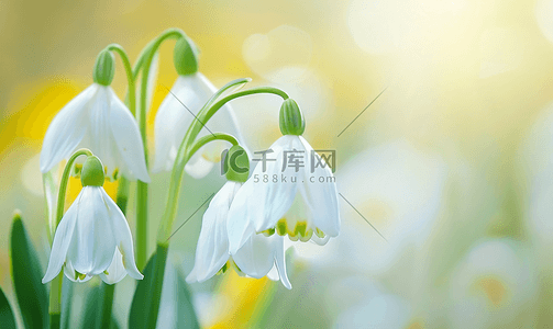 早春的白花萼菊高清摄影大图-千库网