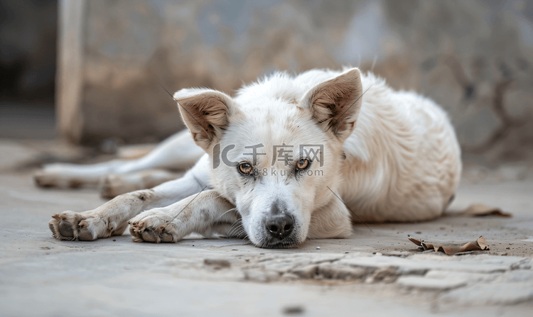 一只白色的大型流浪狗躺在地上高清摄影大图-千库网