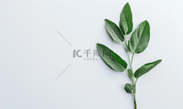白色背景上的特写分支新鲜鼠尾草叶高清摄影大图-千库网
