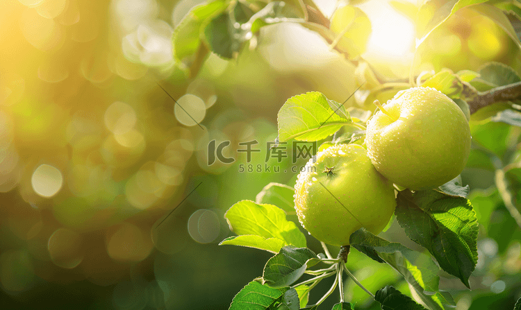 树枝上的青苹果在明亮的阳光下高清摄影大图-千库网