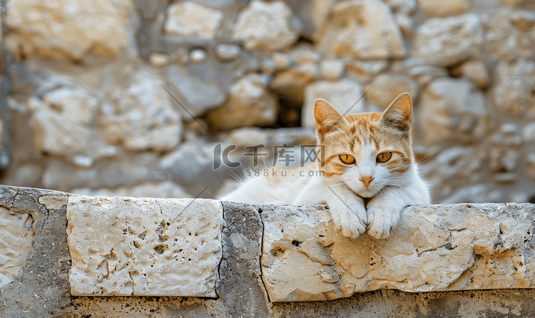 灰色石墙上的流浪猫肖像高清摄影大图-千库网