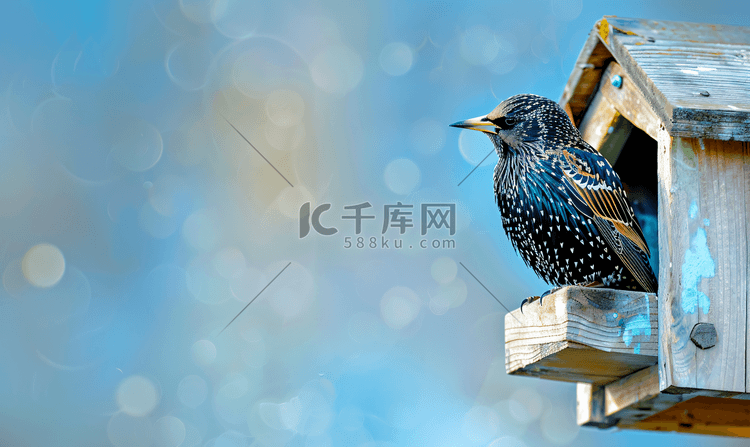 一只八哥坐在鸟舍上背景是蓝天高清摄影大图-千库网