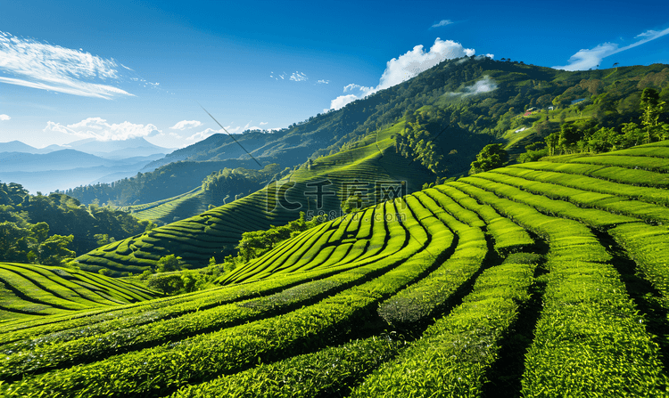 泰国山上的茶园高清摄影大图-千库网