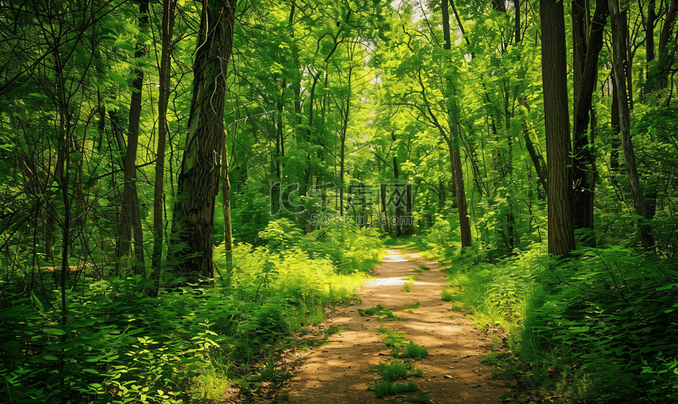 美丽的森林有森林步道高清摄影大图-千库网