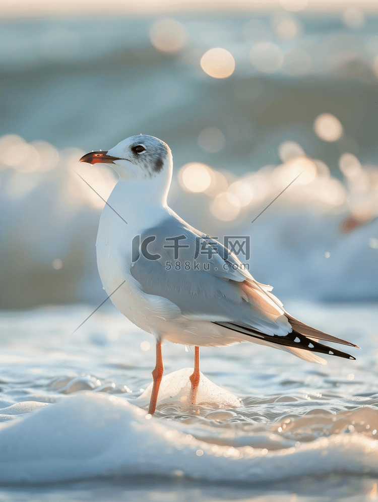 黑头鸥海滩鸟高清摄影大图-千库网
