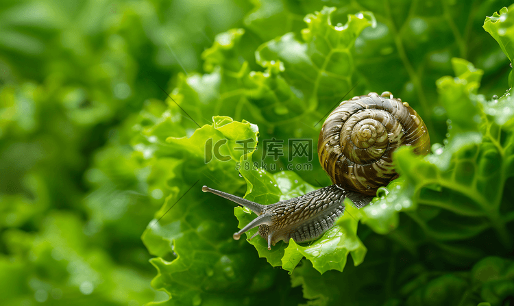 生菜复制空间绿叶上的蜗牛高清摄影大图-千库网