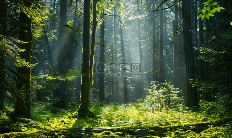 不列颠哥伦比亚省维多利亚马西森湖地区公园的神秘森林高清摄影大图-千库网