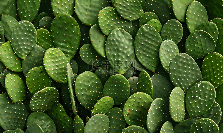 绿色仙人掌叶子背景特写高清摄影大图-千库网