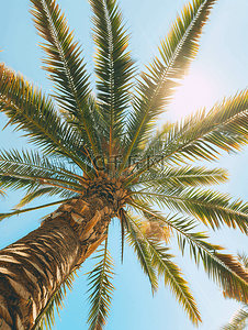 巴尔米拉棕榈树关闭高清摄影大图-千库网