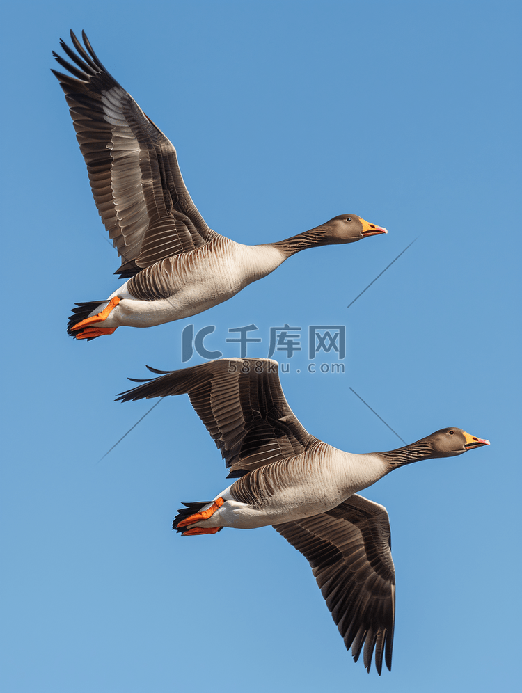 两只灰鹅在蓝天前排成一排飞翔高清摄影大图-千库网
