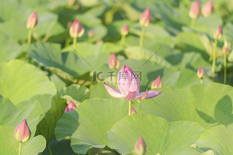 夏天阳光里的荷花池高清摄影大图-千库网