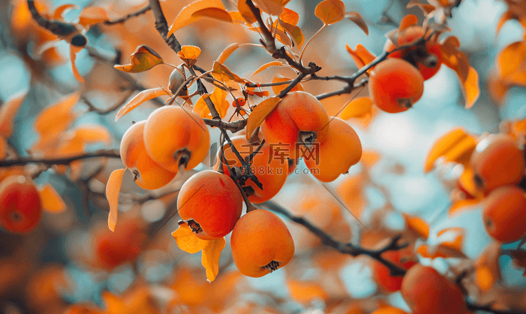 树上的红柿子高清摄影大图-千库网