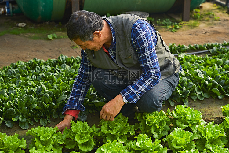 冬季在种植绿色蔬菜大棚工作的农民伯伯高清摄影大图-千库网
