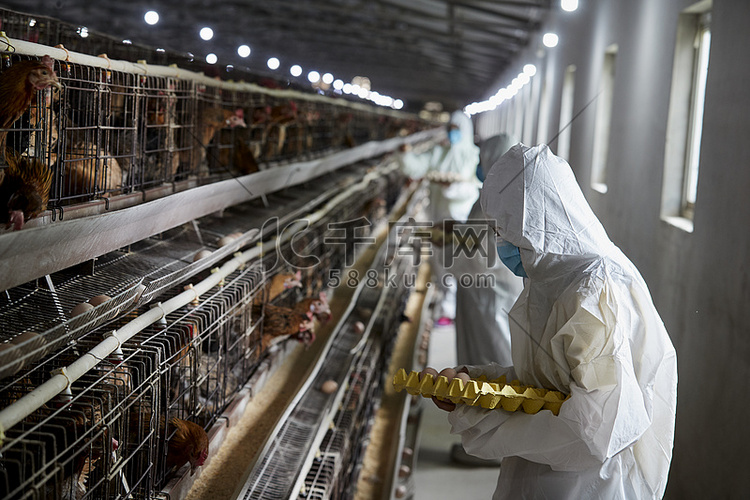 穿防护服认真收捡鸡蛋的女性饲养员三人高清摄影大图-千库网