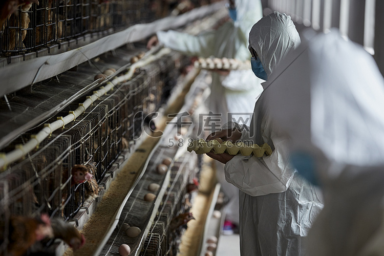 穿防护服认真收捡鸡蛋的女性饲养员三人高清摄影大图-千库网