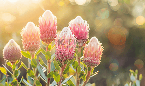 花园中盛开的华丽粉红尖刺山龙眼花高清摄影大图-千库网