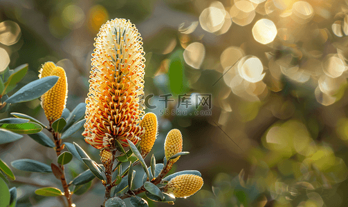 花园里山龙眼树花的特写高清摄影大图-千库网