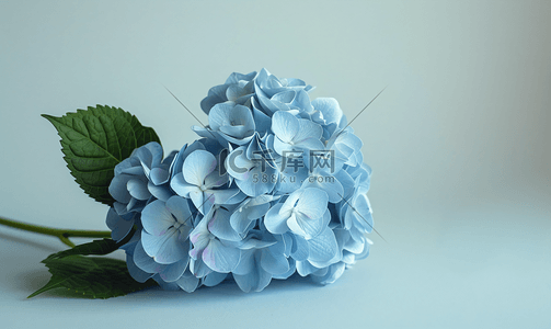 日光蓝色拖把头绣球花高清摄影大图-千库网