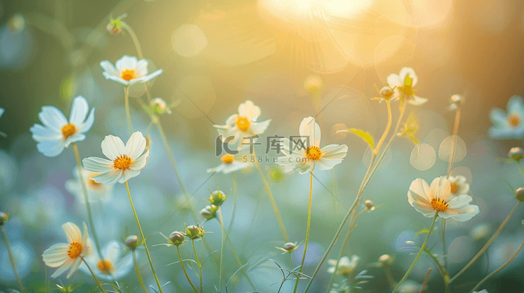 户外风景花草花朵景色的背景图片免费下载-千库网