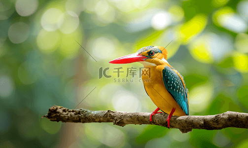 鹳嘴翠鸟栖息在泰国的树枝上高清摄影大图-千库网