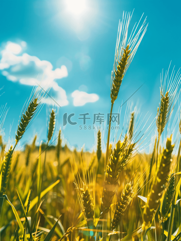 夏季阳光明媚的日子农作物和麦田的美丽全景高清摄影大图-千库网