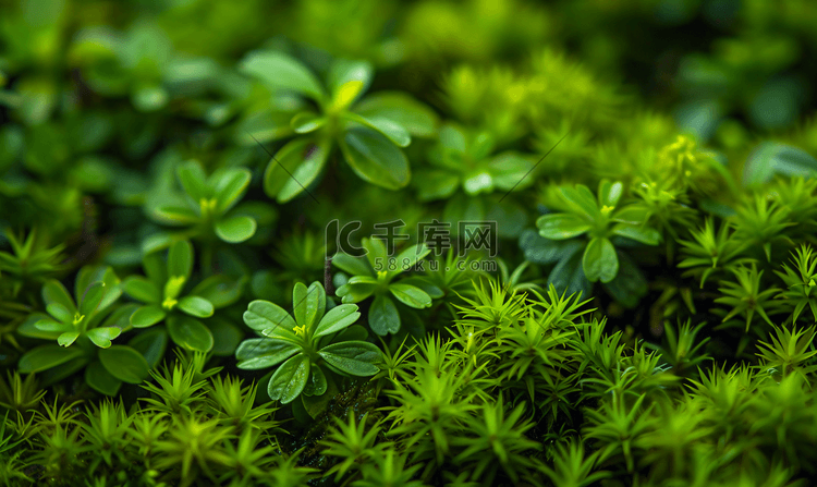 绿叶森林苔藓特写森林草高清摄影大图-千库网
