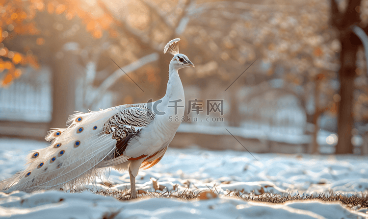 寒冷的一天户外公园里的白孔雀高清摄影大图-千库网