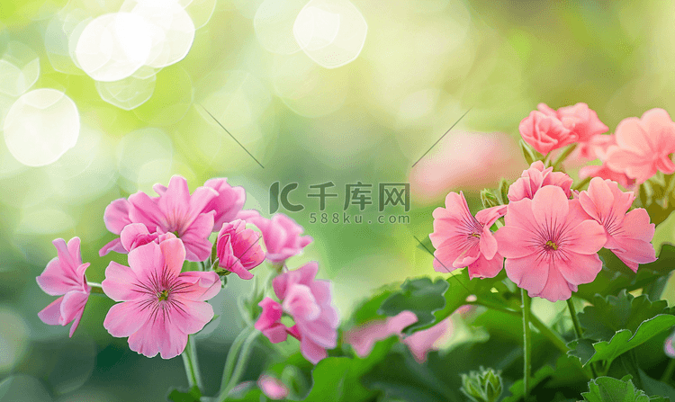 花园中的粉色天竺葵玫瑰天竺葵花高清摄影大图-千库网