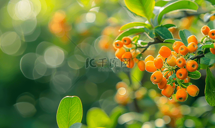 灌木金银花与橙色浆果花园装饰高清摄影大图-千库网