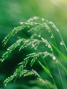 花园里的装饰草花带水滴高清摄影大图-千库网