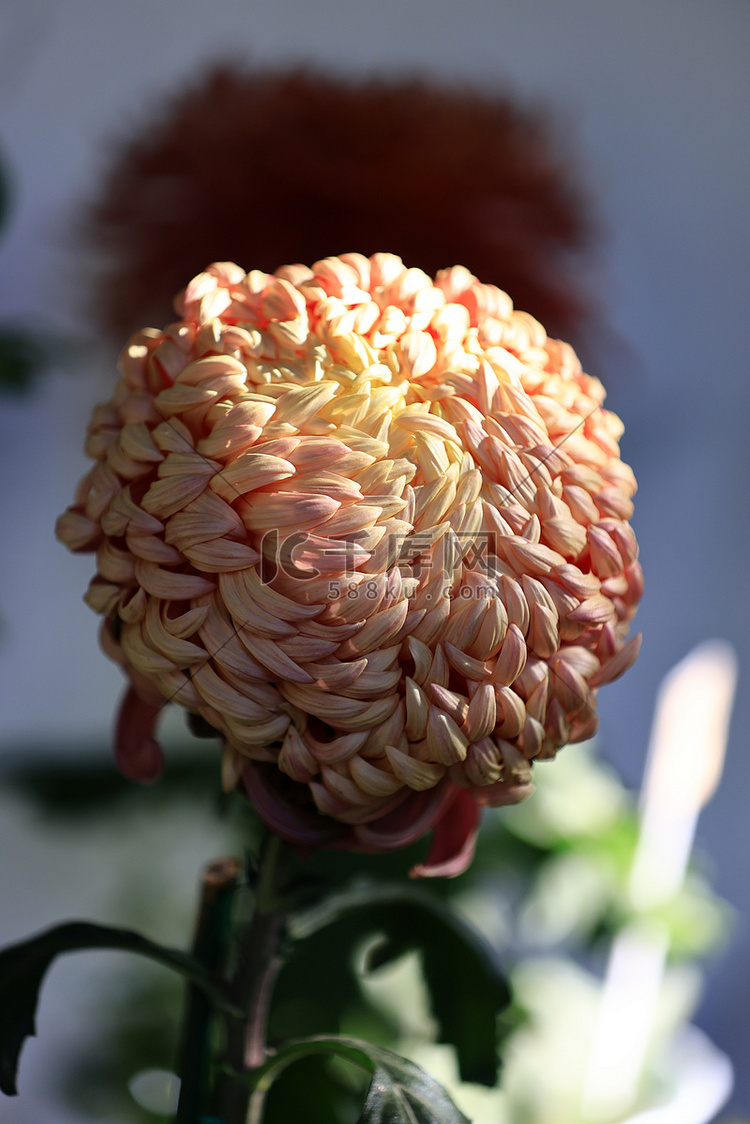 杭州植物园菊花展 一朵橙色菊花特写高清摄影大图-千库网