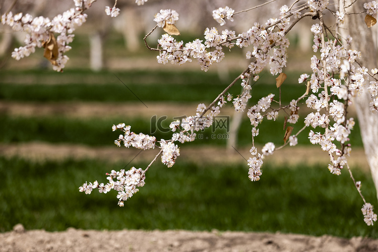 新疆杏花林杏花特写高清摄影大图-千库网