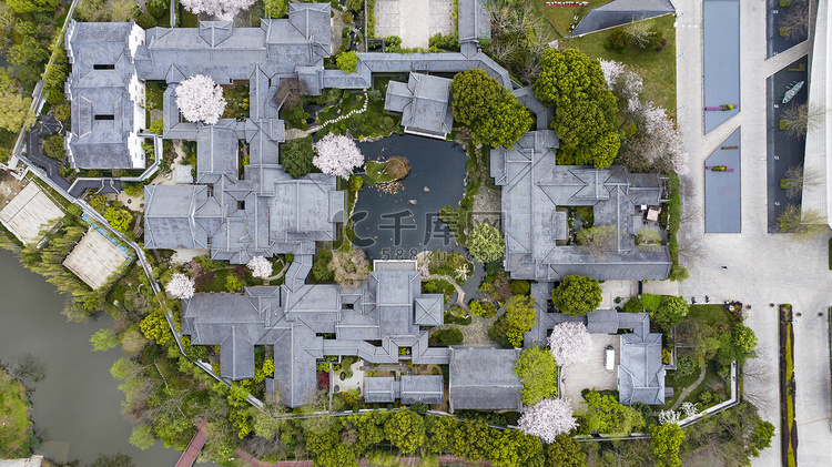 古风徽派建筑樱花盛开池塘五彩锦鲤高清摄影大图-千库网