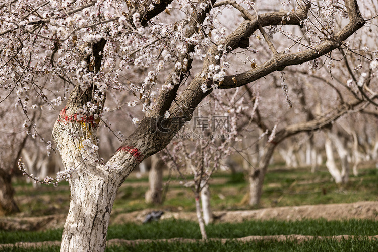 新疆杏花林杏花特写高清摄影大图-千库网