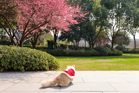 一只在红色梅花树下的乳白英国长毛猫高清摄影大图-千库网
