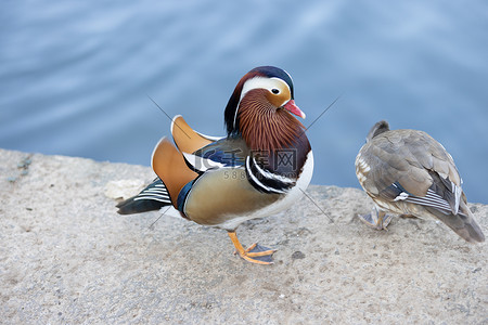 站在岸边的两只鸳鸯高清摄影大图-千库网