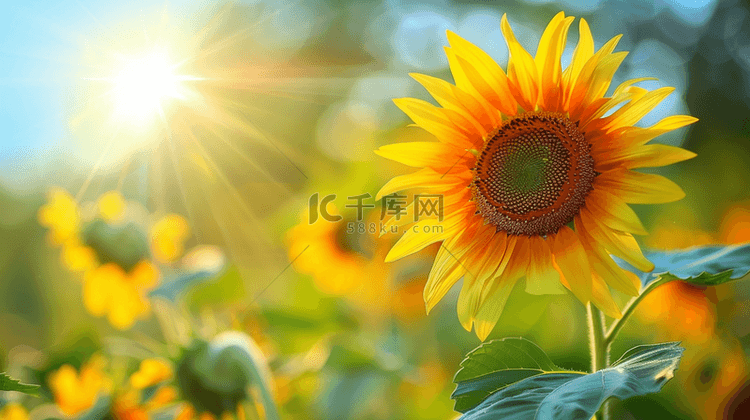 唯美户外风景太阳照射的向日葵背景图片免费下载-千库网