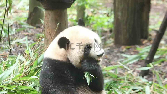 一只大熊猫晶晶有味吃竹子实拍素材高清摄影大图-千库网