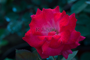240x240像素图片素材-240x240像素模板图片下载-千库网
