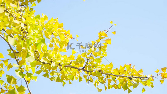 实拍秋天植物金黄银杏叶实拍素材高清摄影大图-千库网