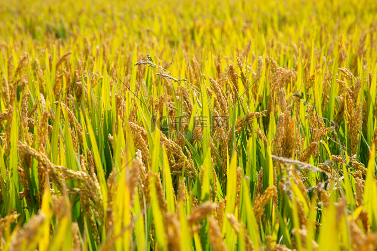 秋天的丰收稻田高清摄影大图-千库网