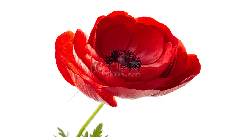 红毛茛花特写花瓣纹理自然背景高清摄影大图-千库网