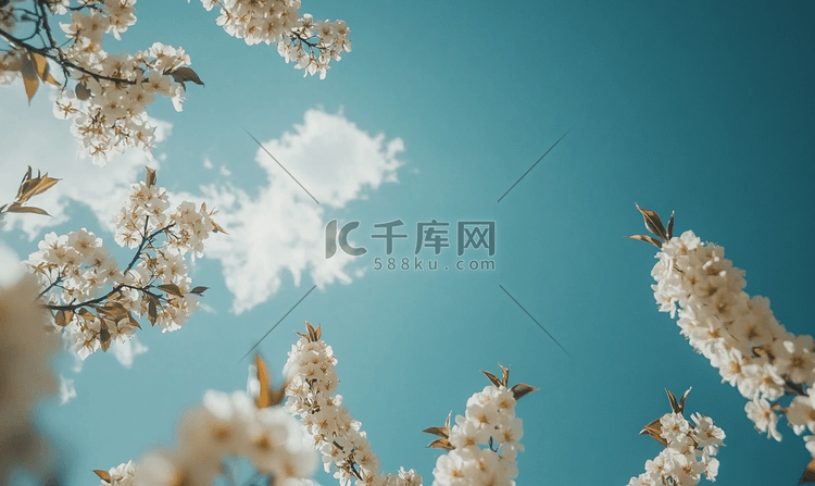 从下方看到的春天开花树木的纹理背景高清摄影大图-千库网