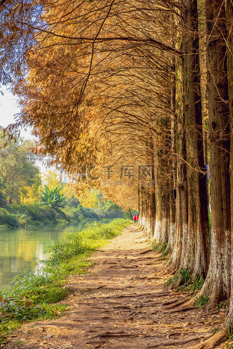秋日的午后蓝天白云下河边的水杉树倒影在水中高清摄影大图-千库网