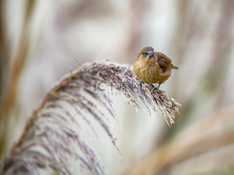 一只野生小鸟在成熟的芦苇穗上觅食高清摄影大图-千库网