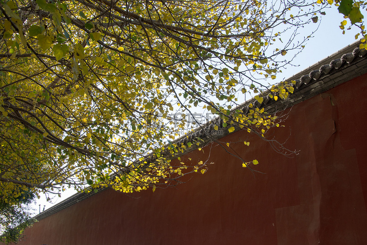 故宫红墙与黄叶高清摄影大图-千库网