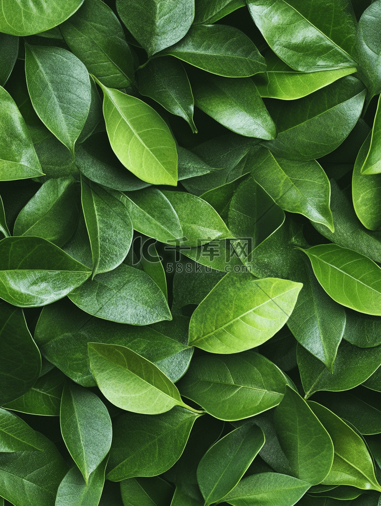 热带植物异国情调的明亮叶子的植物绿色背景纹理高清摄影大图-千库网