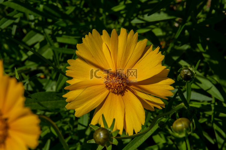 盛开的金鸡菊高清摄影大图-千库网